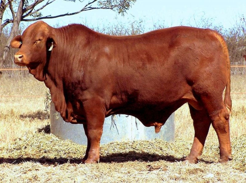 ANGLE ZED FRANCO (P) D5